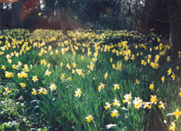 Oxenfoord Castle Gardens Spring