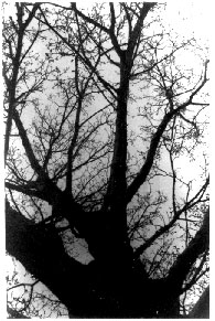 Continous Tone Photography