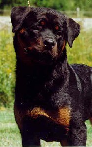 Rhodesian Ridgebacks, Rottweilers, and Great Danes