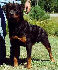 Rhodesian Ridgebacks, Rottweilers, and Great Danes