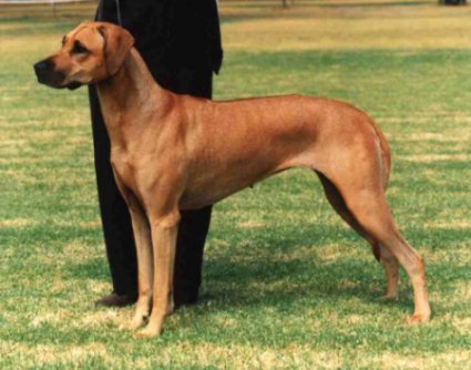 Rhodesian Ridgebacks, Rottweilers, and Great Danes