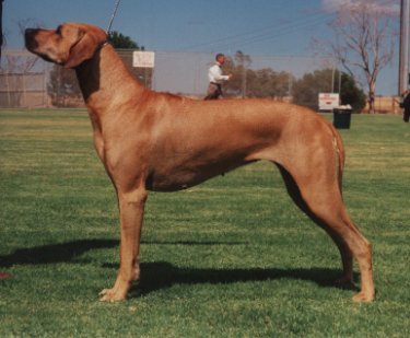 Rhodesian Ridgebacks, Rottweilers, and Great Danes