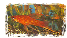 Swordtail Fish