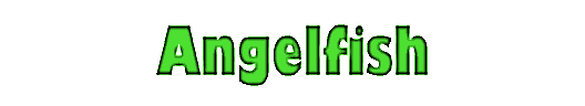 Angel Fish