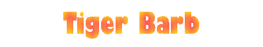 Tiger Barb