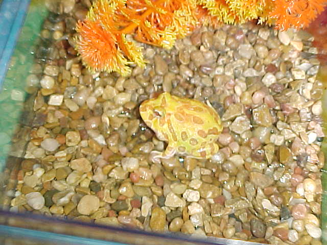 Pacman Frog Care Sheet