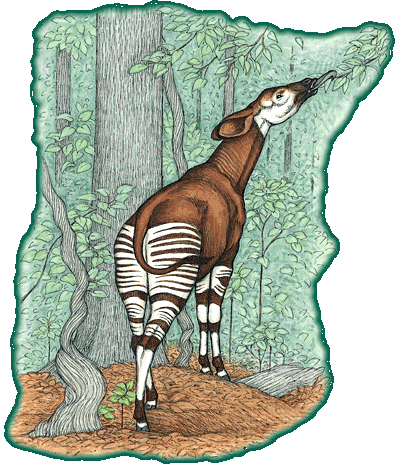 Okapi