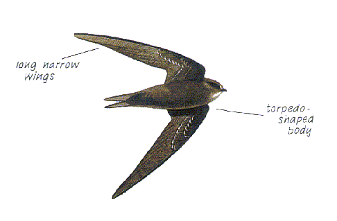 Bird List Index > "S & T" > Swift