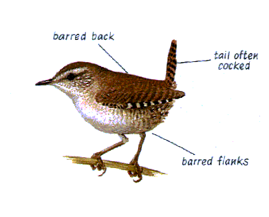 Bird List Index > "W & Y" > Wren