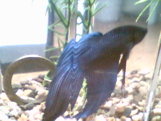 New Page 1 [www.angelfire.com]