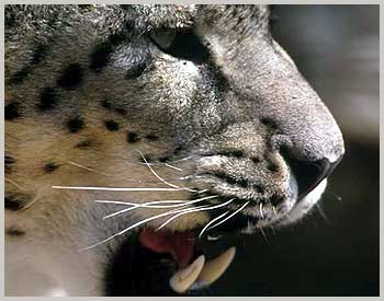 Snow Leopard