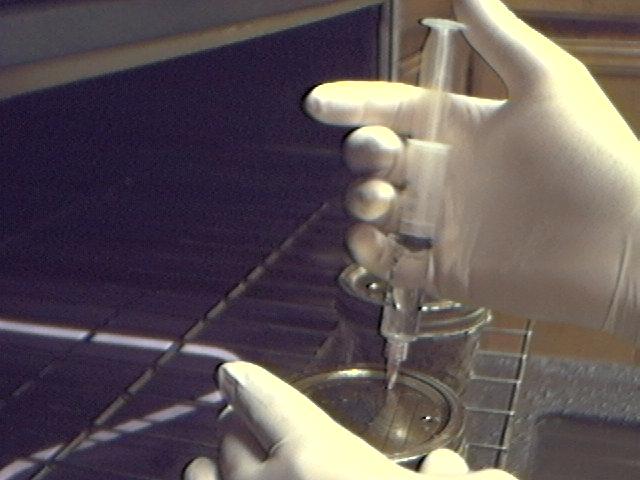 Simple Cubensis Growing Technique