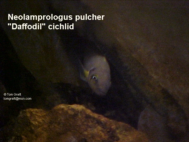 Tom's Netscape Fish Page