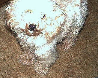 Well, this is my dog Jerry(Named after the mouse in the cartoon, Tom ...