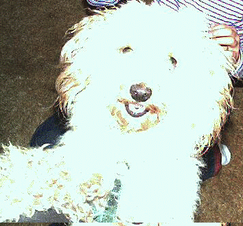 Well, this is my dog Jerry(Named after the mouse in the cartoon, Tom ...