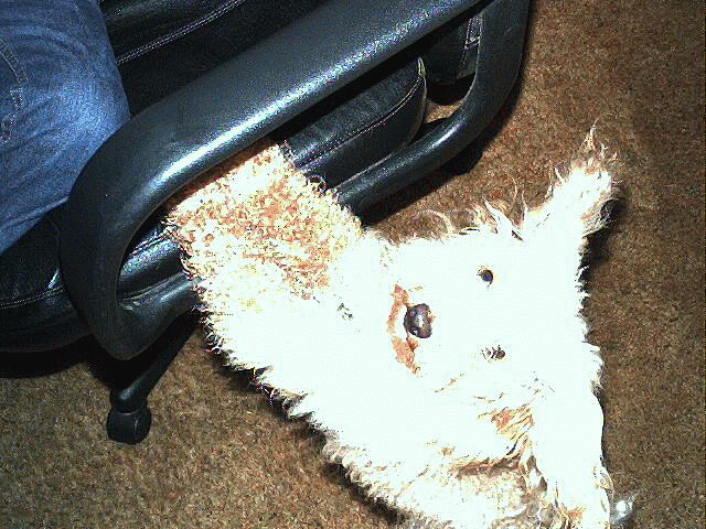 Well, this is my dog Jerry(Named after the mouse in the cartoon, Tom ...