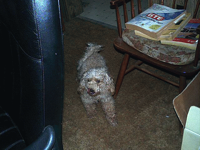 Well, this is my dog Jerry(Named after the mouse in the cartoon, Tom ...