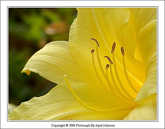 April Johnson, Photography