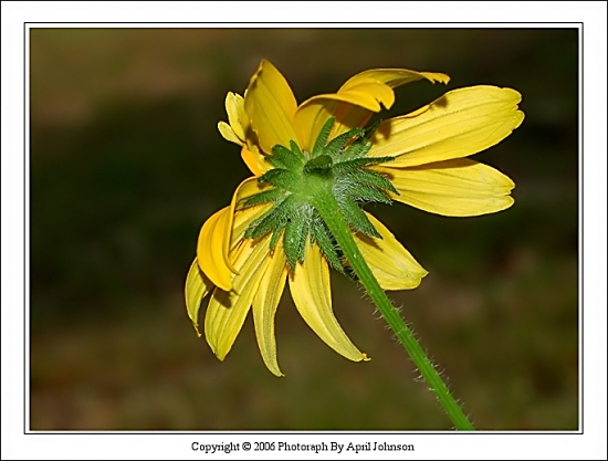 April Johnson, Photography