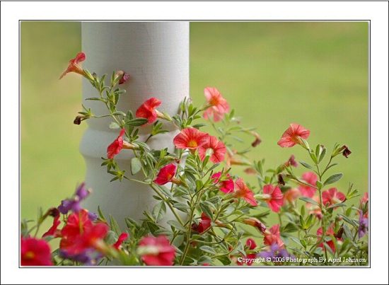 April Johnson, Photography