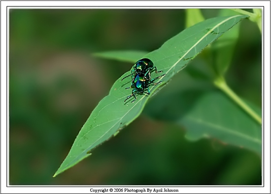 April Johnson, Photography