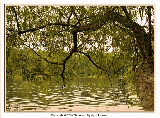 April Johnson, Photography