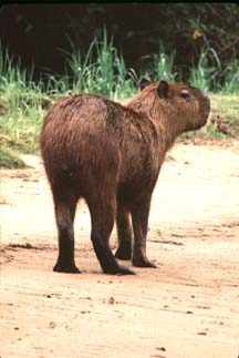 Capybara