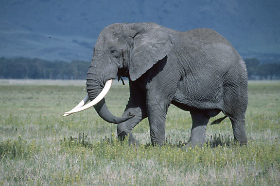 Elephant