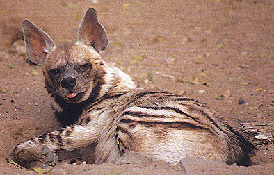 Striped Hyena