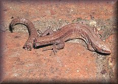 Why Lizards Lose their Tails