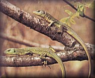 Why Lizards Lose their Tails