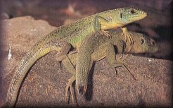 Why Lizards Lose their Tails