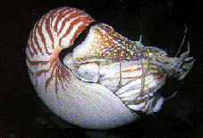 Nautilus