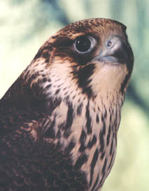 Peregrine Falcon