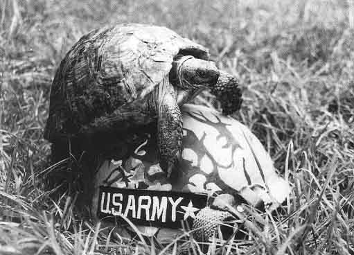 For the greatest of the Turtle Army