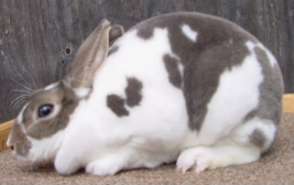 Broken Opal Mini Rex