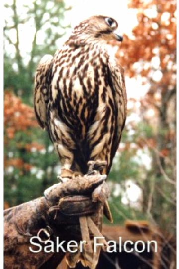 Saker Falcon