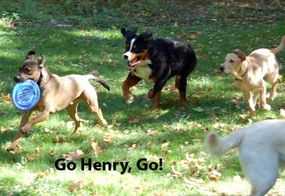 slideshow/go henry