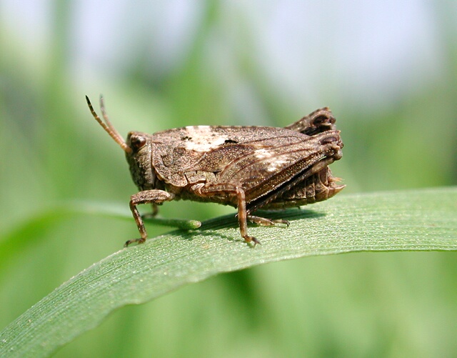 Common Ground Hopper