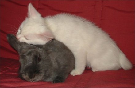 New Page 1 [www.angelfire.com]