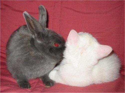 New Page 1 [www.angelfire.com]