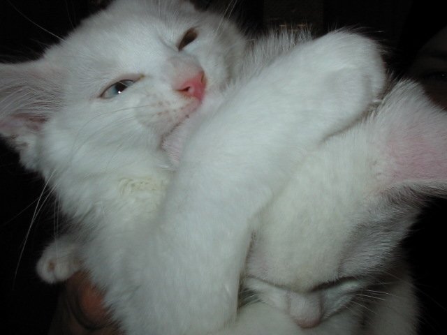 New Page 1 [www.angelfire.com]