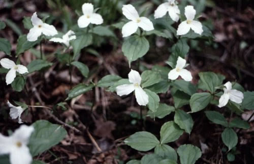 Canada Photos / innocence_jpg_jpg.jpg