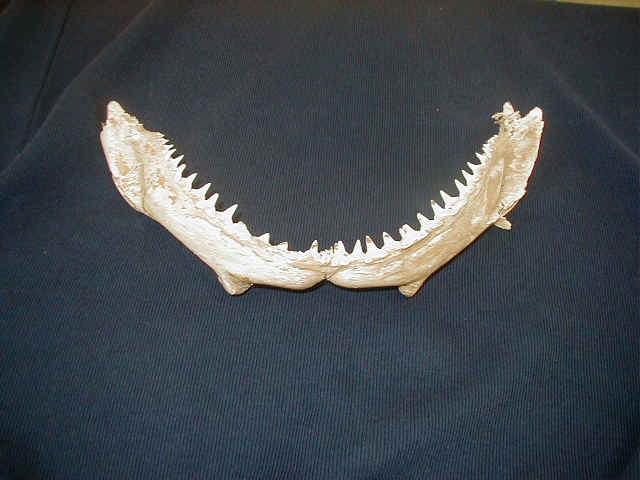 Les morsures de requins