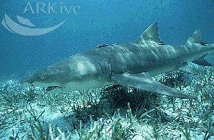 Les morsures de requins