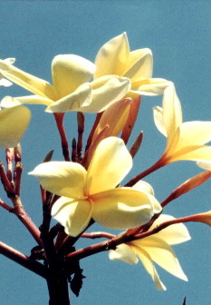 frangipani.jpg