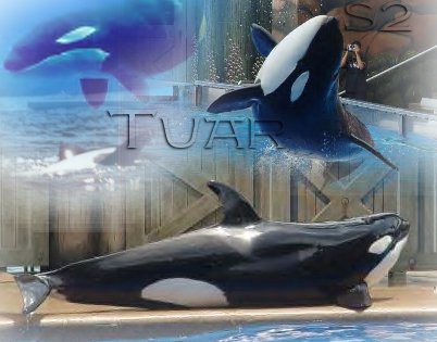 ID #: SWF - 00 - 9901