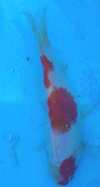 TREBOUR FISH FARM....FANCY GOLDFISH