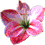 flower.gif