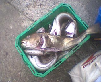 Bucket of cod & ling